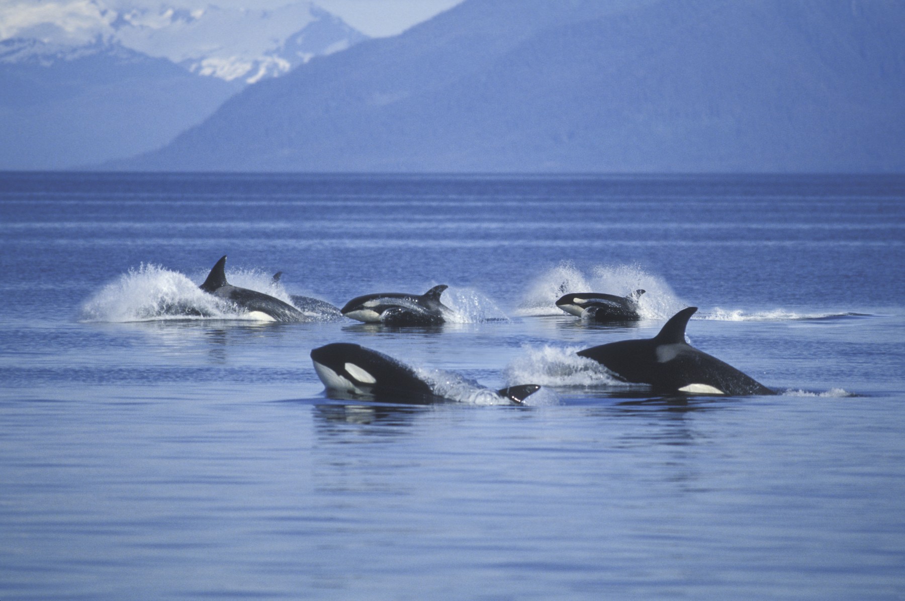 The History Behind Orca Captures in the US