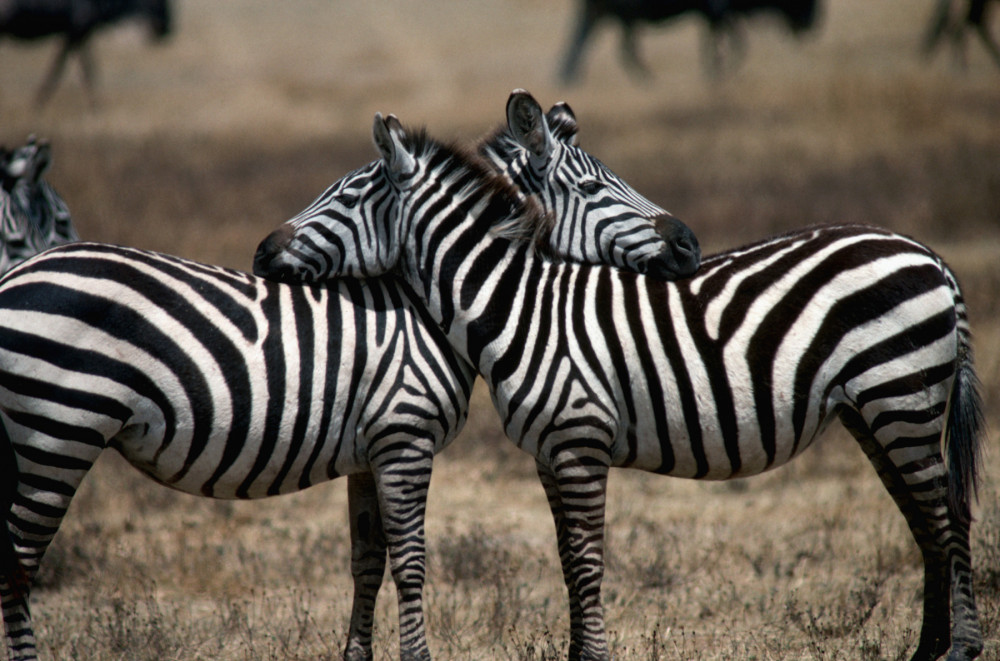 5 Fascinating Facts About Zebras
