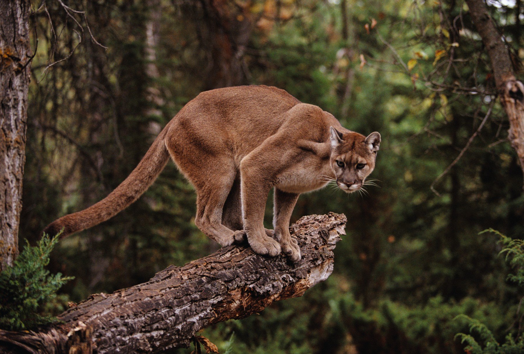 Spotlight on Panthers: 5 Incredible Facts You Might Not Know