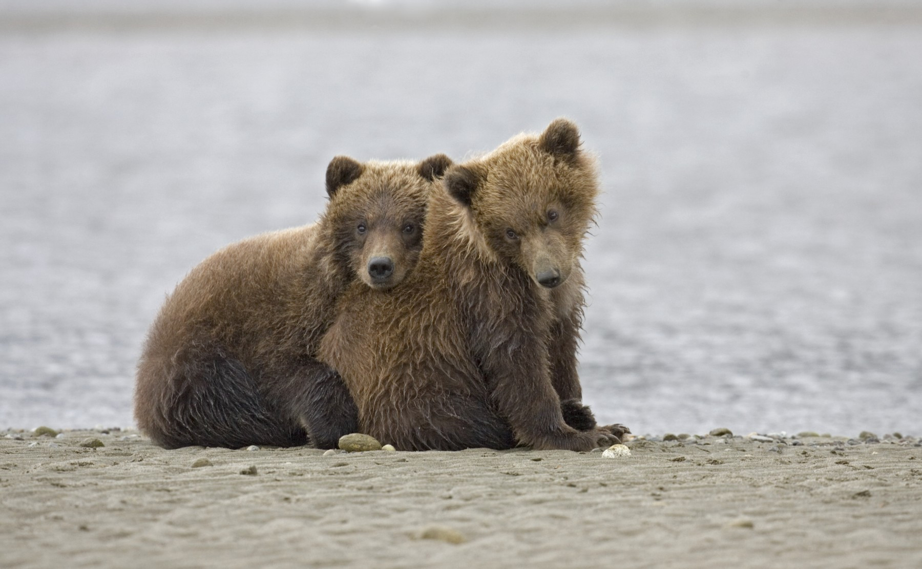 10 Photos of Animals Hugging That Will Make You Smile
