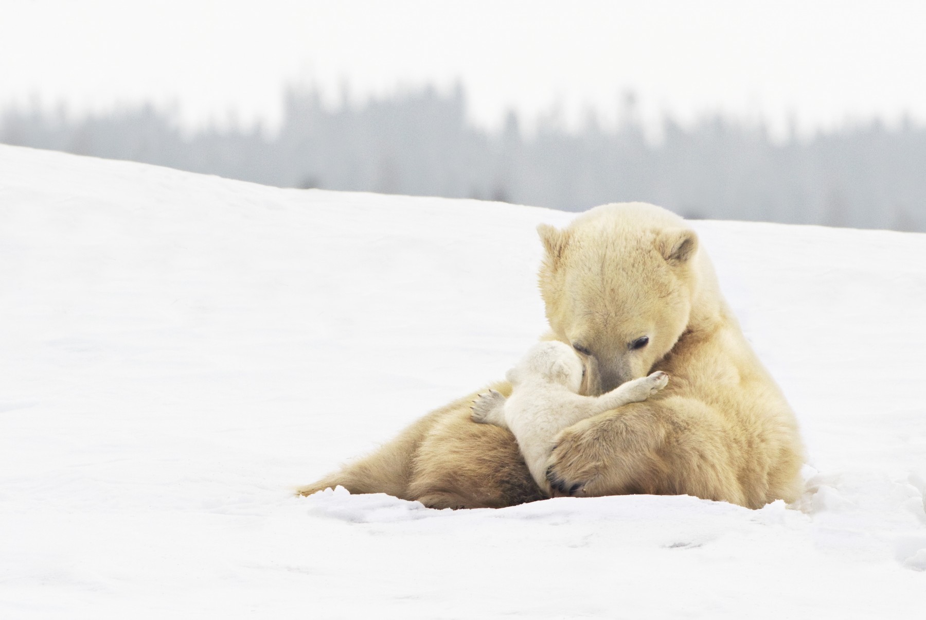 10 Photos of Animals Hugging That Will Make You Smile