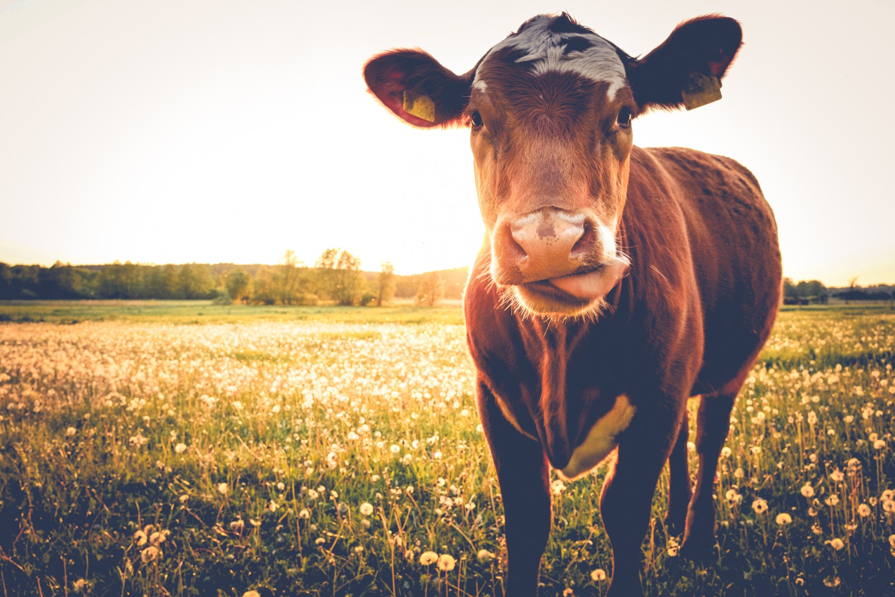 2020 Campaign Wins for Farmed Animals