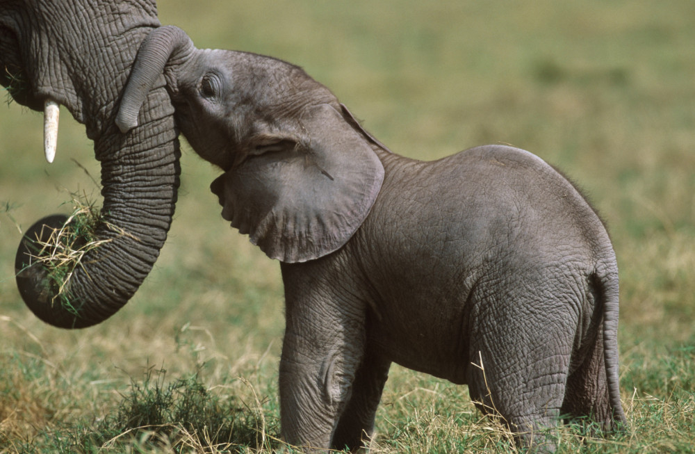 5 Reasons We’re Enthusiastic About Elephants