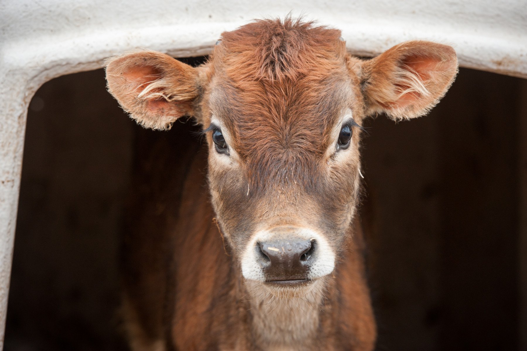 What Is Veal? It's time to face the truth.