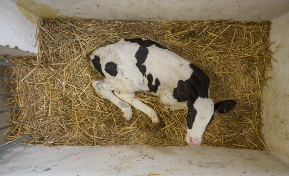 What Is Veal? It's time to face the truth.