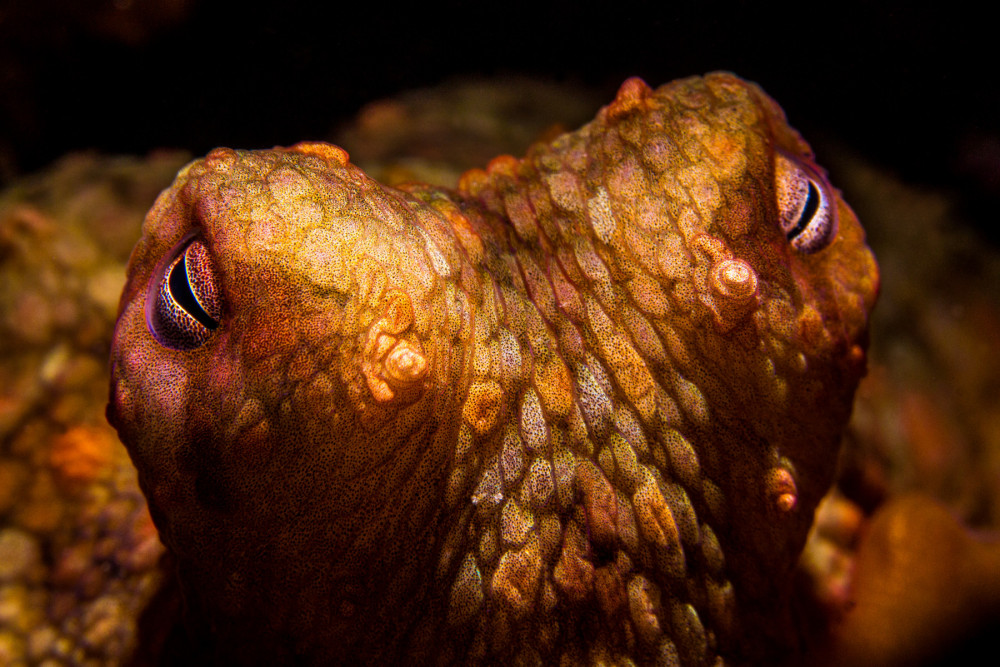 What Is Animal Sentience?