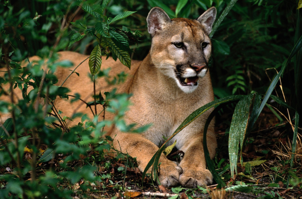Spotlight on Panthers: 5 Incredible Facts You Might Not Know