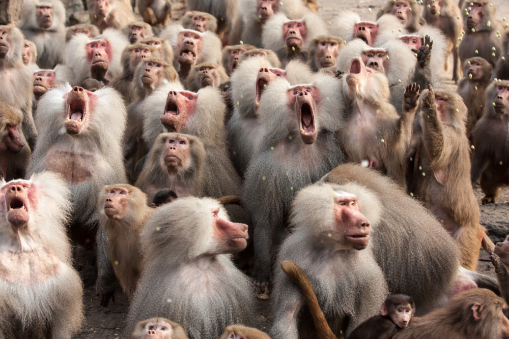 What Is Animal Ethics?