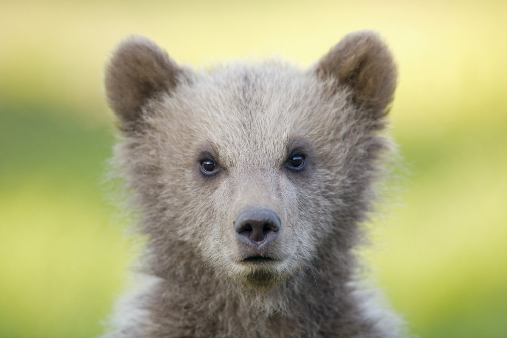 Ways to Protect Animals: Workplace Giving