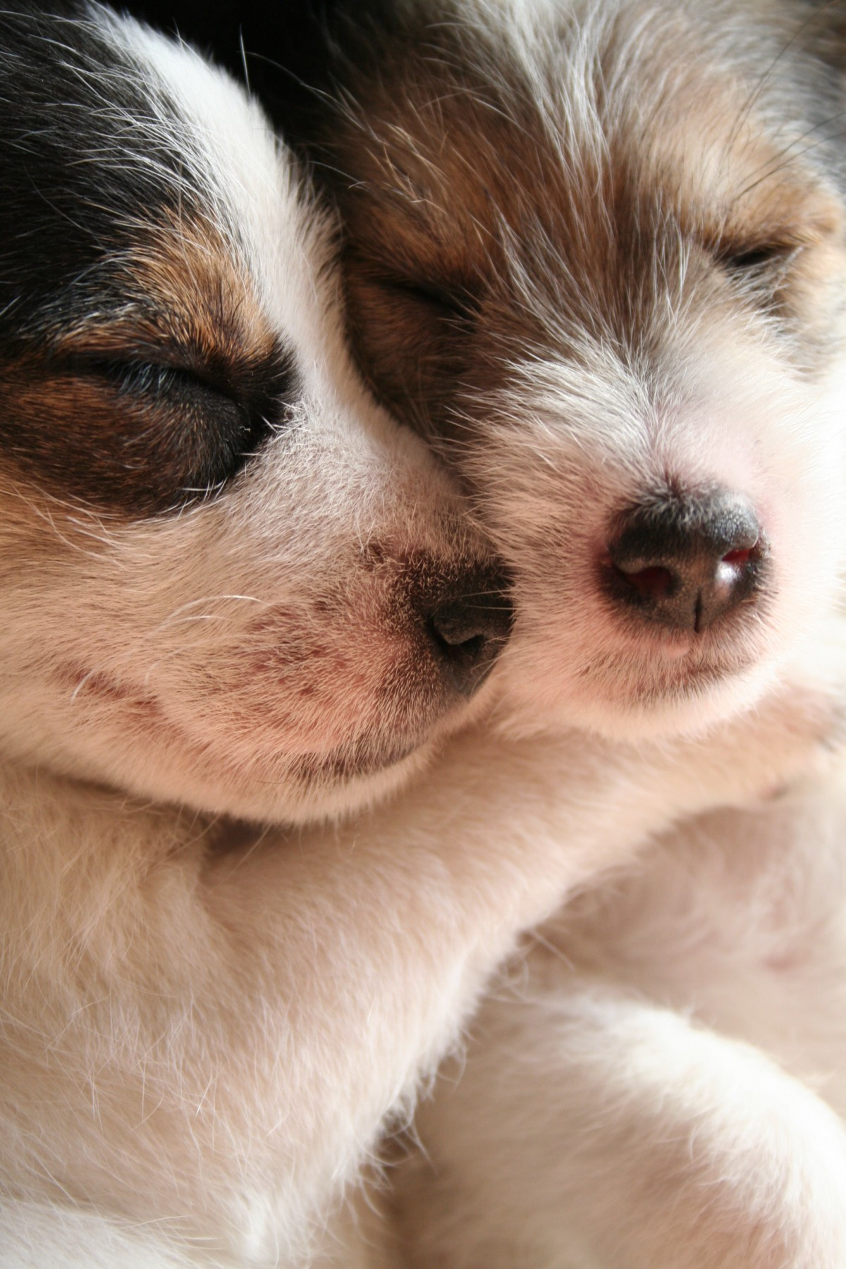 10 Photos of Animals Hugging That Will Make You Smile