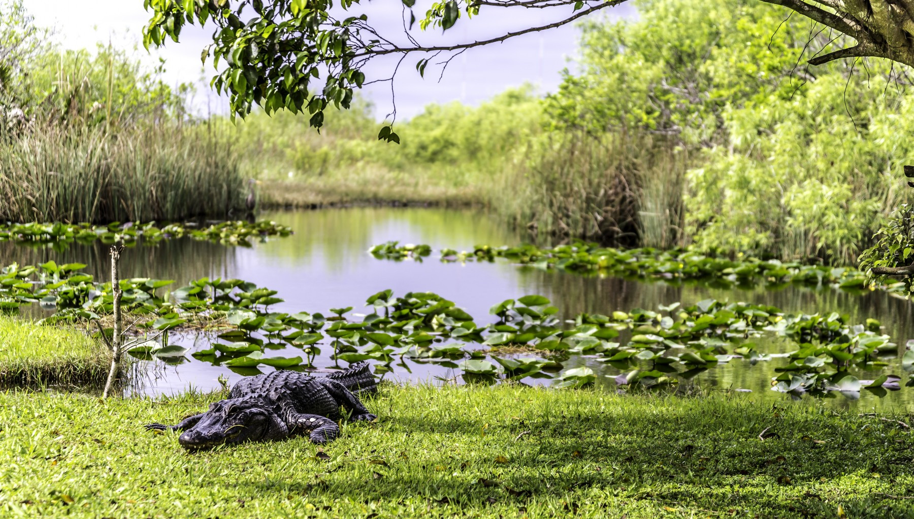 5 Travel Destinations to See Animals in the Wild