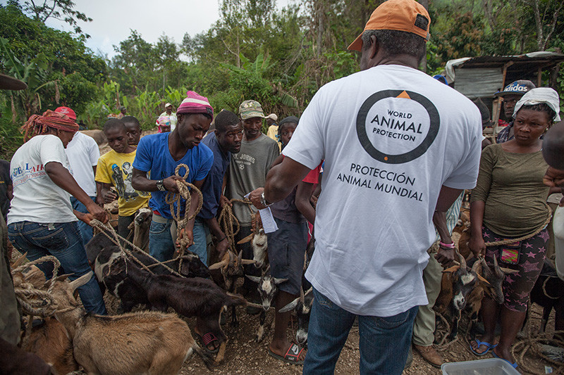 We must not forget animals when natural disasters strike