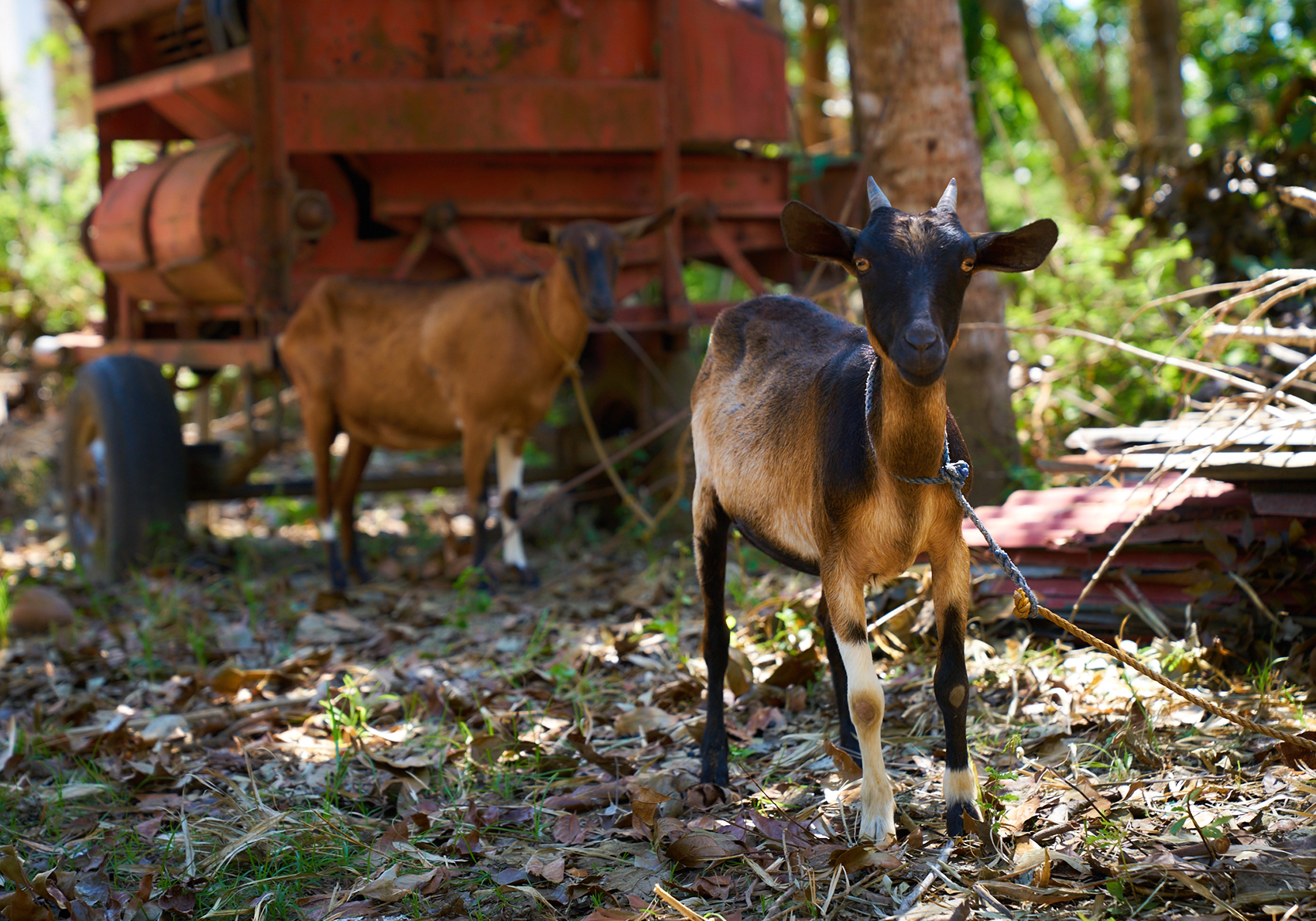 We’re providing food and medicine to animals in the Philippines