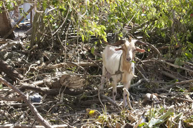 We're deploying to Vanuatu to help animals after Volcano eruptions