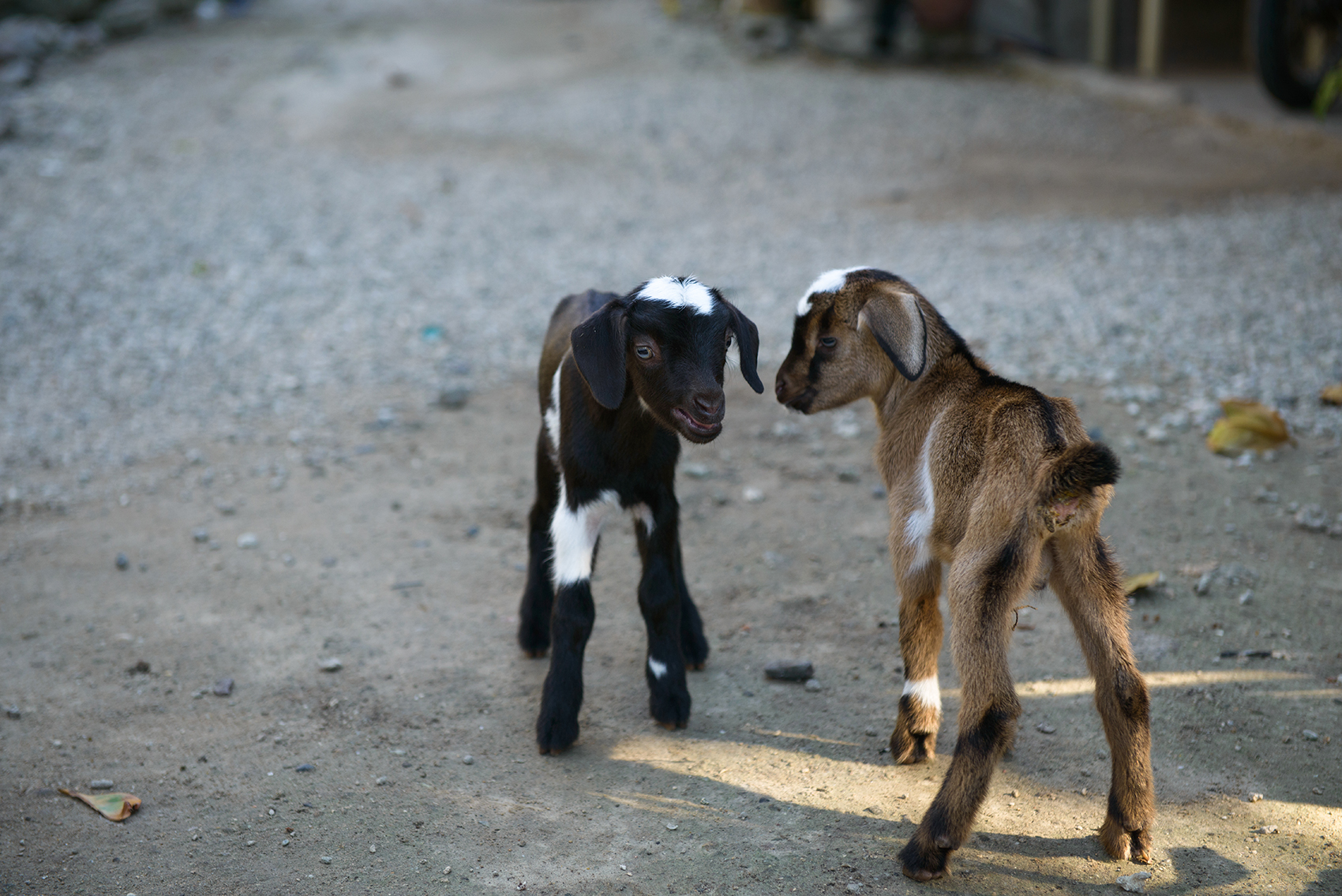 We're aiding animals after a volcano eruption in the Philippines