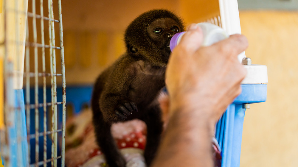 Get ready to help animals this #GivingTuesday