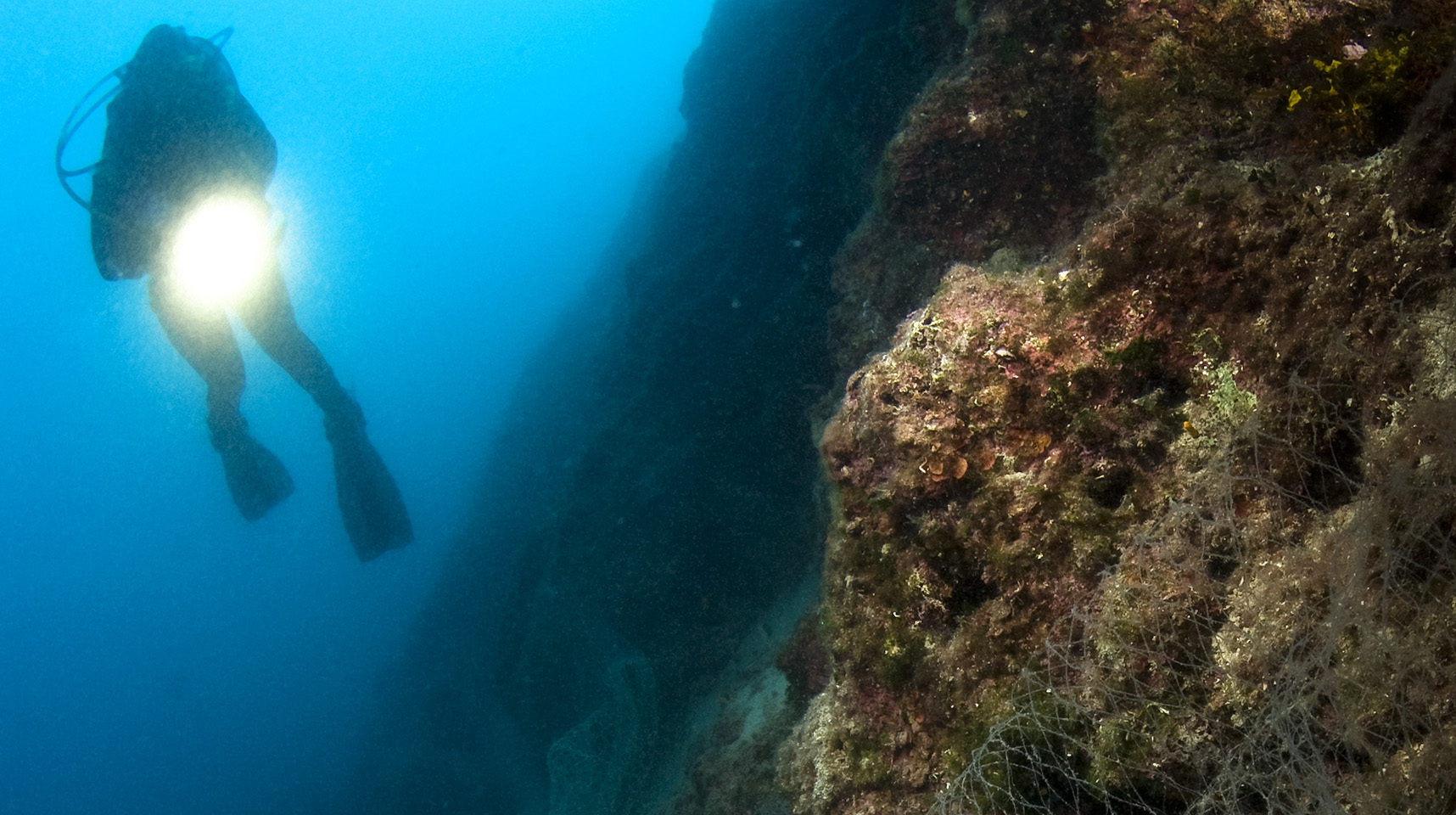 What is the ocean’s scariest predator?