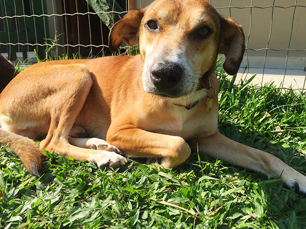 Meet the rescue dogs of Rio