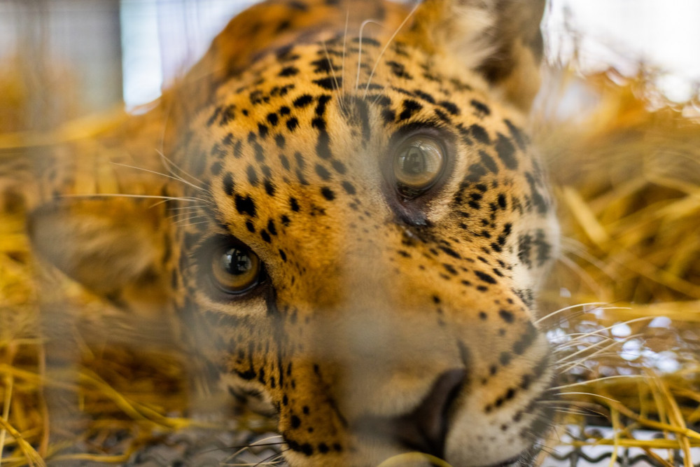 Helping Xamã the Jaguar Cub Return to the Amazon
