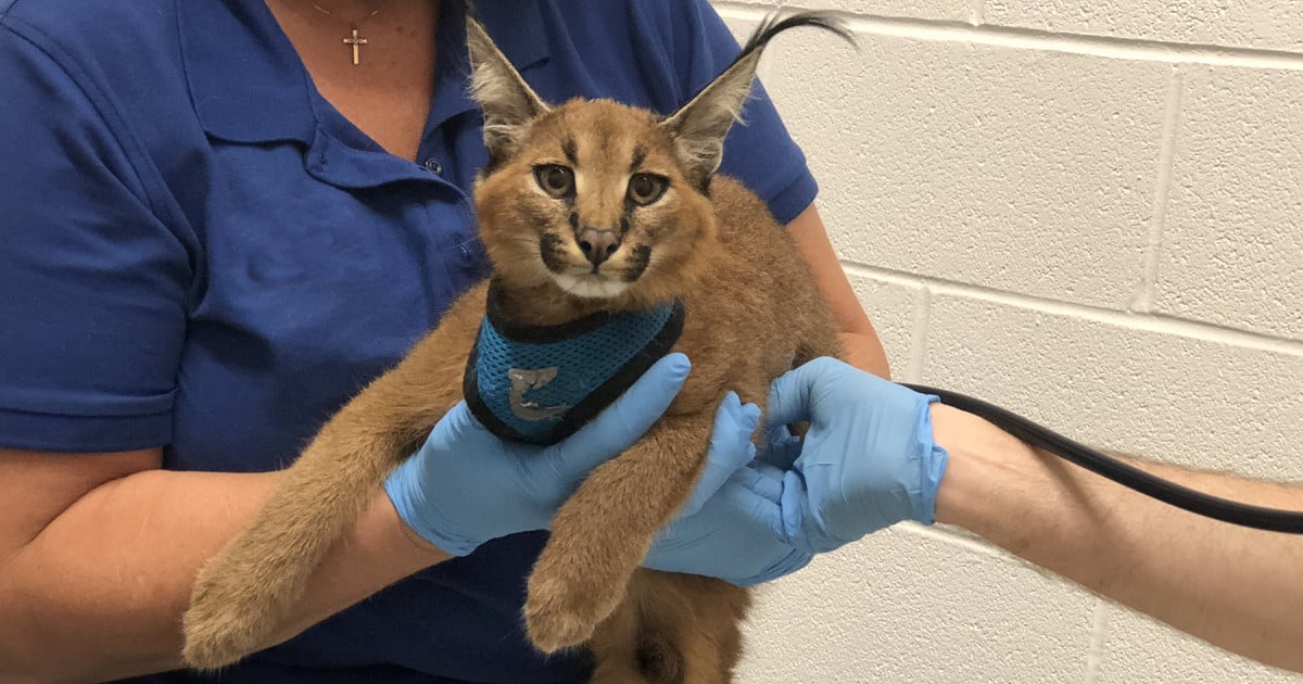 Wild cats have reason to celebrate Independence Day following seizure