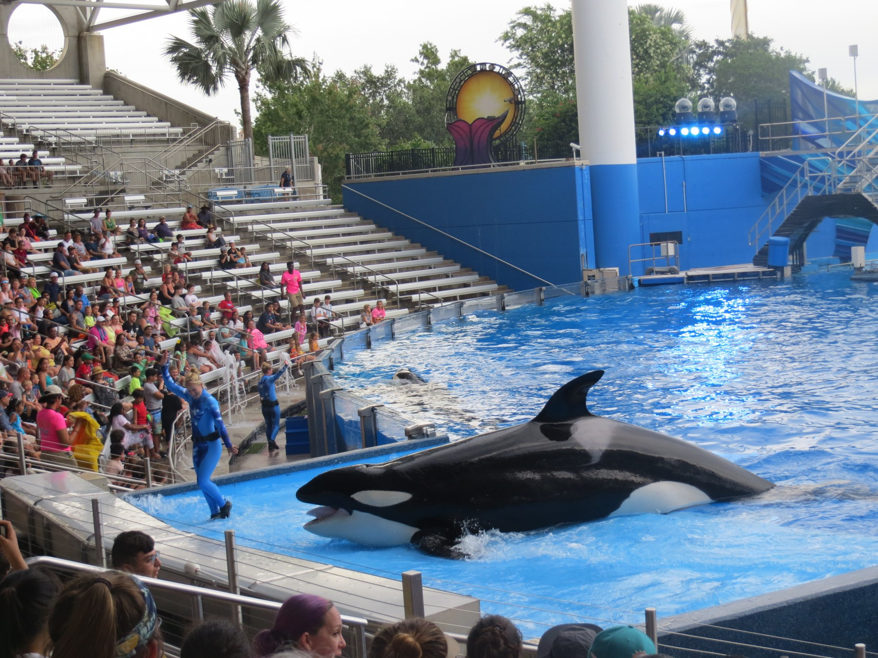 How the Documentary Blackfish Negatively Impacted the Marine Park SeaWorld