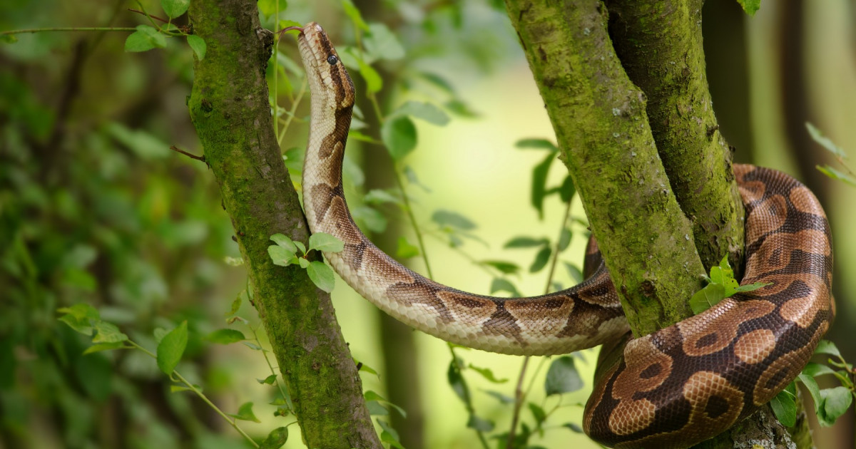 9 Cool Facts About Snakes