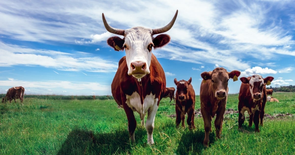 8 Fun Facts About Cows