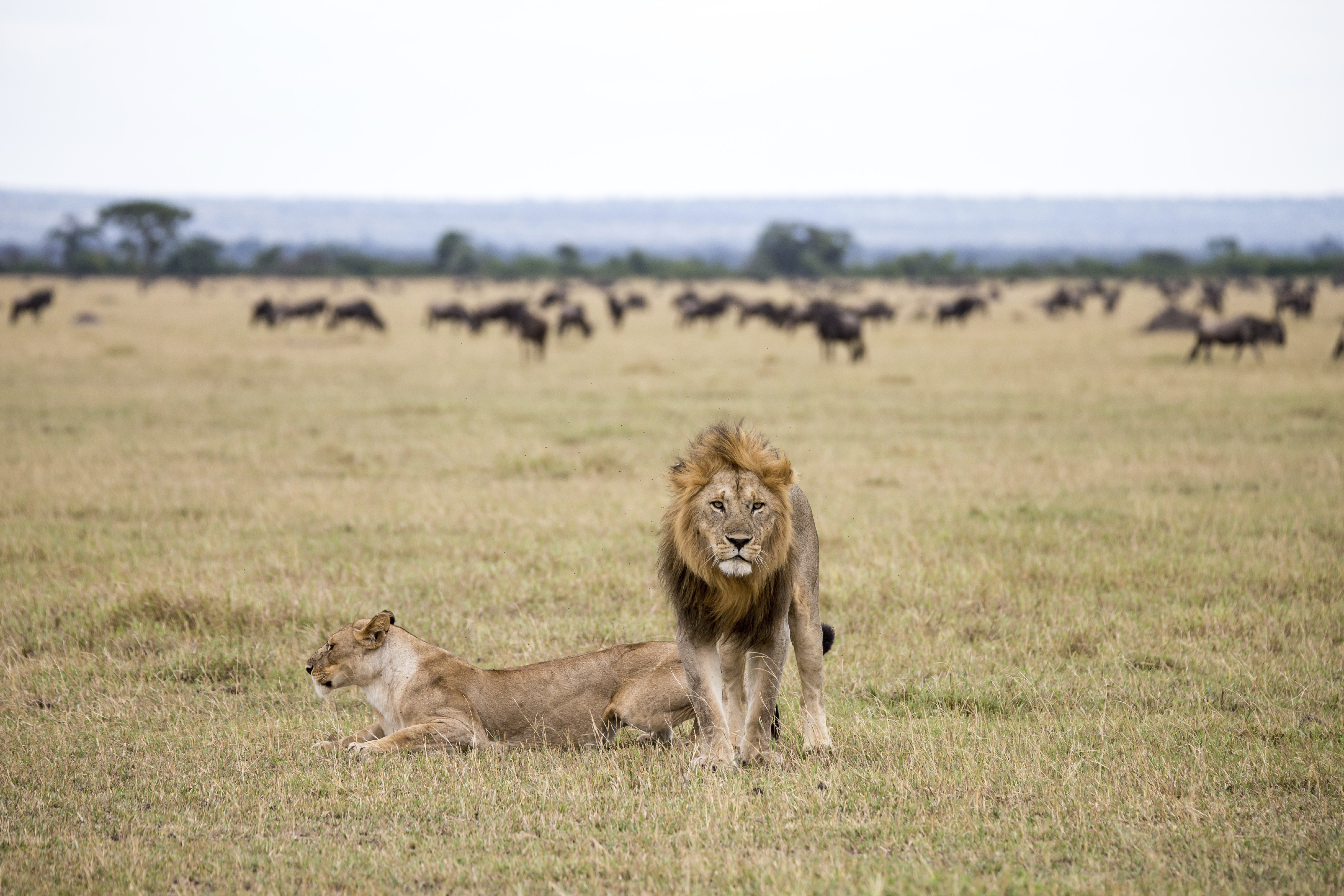 We respond to the killing of Cecil the lion