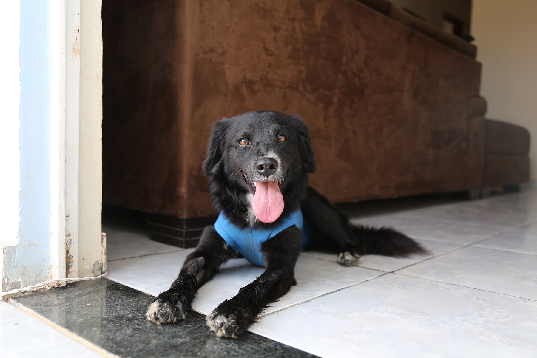 A Rio security guard and his rescue dog