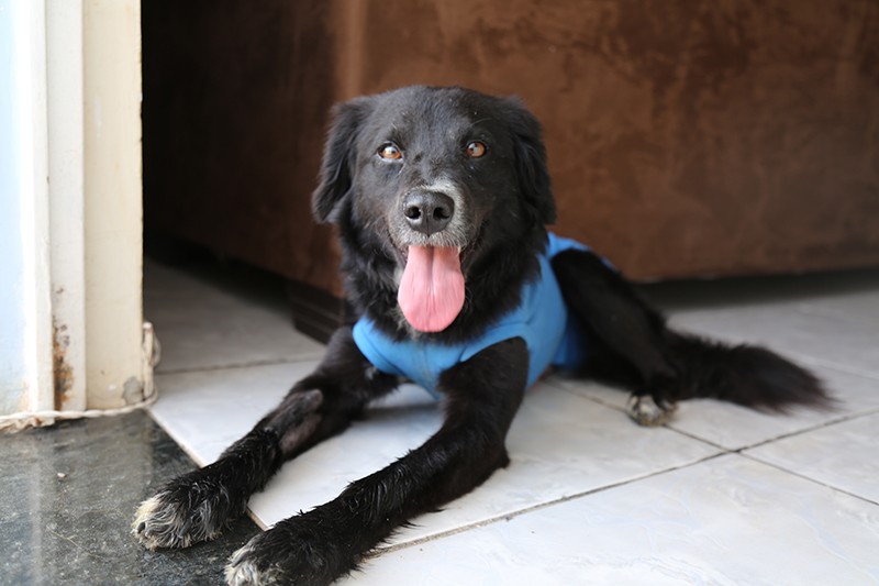 A Rio security guard and his rescue dog