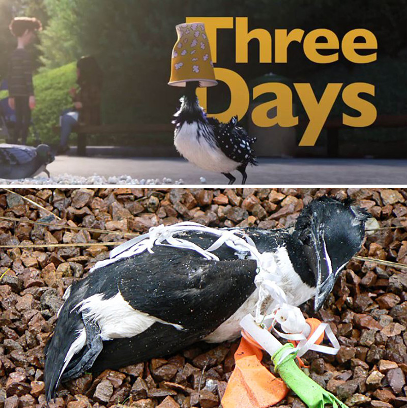 Marine Animals Should Be Rescued and Released