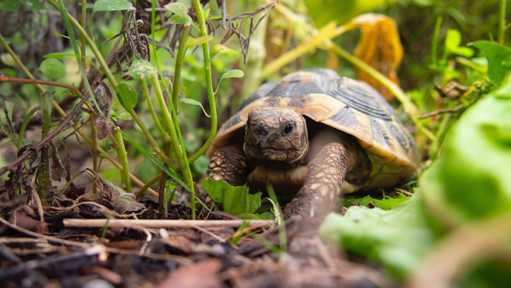 Four Reasons Turtles Belong in the Wild, Not in Our Homes