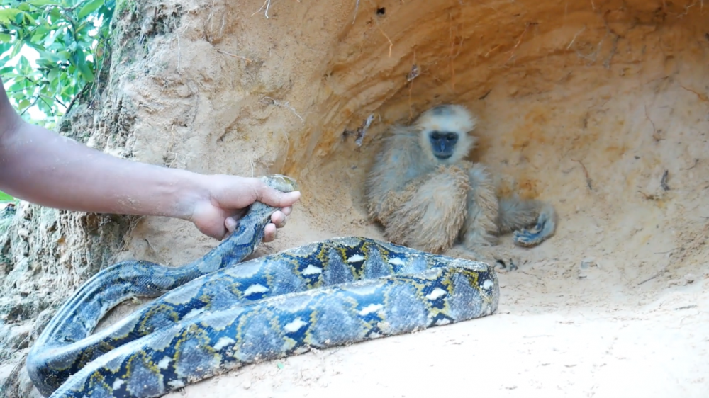 New Report Highlights Cruel Fake Animal Rescues on YouTube