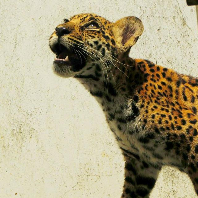 Helping Xamã the Jaguar Cub Return to the Amazon