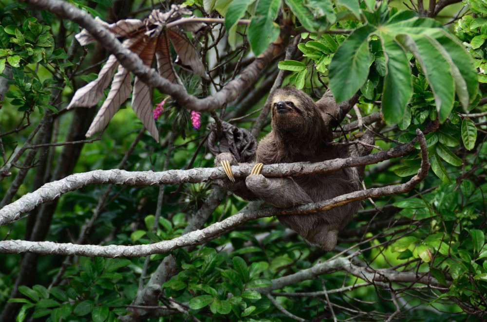 10 Facts About Sloths