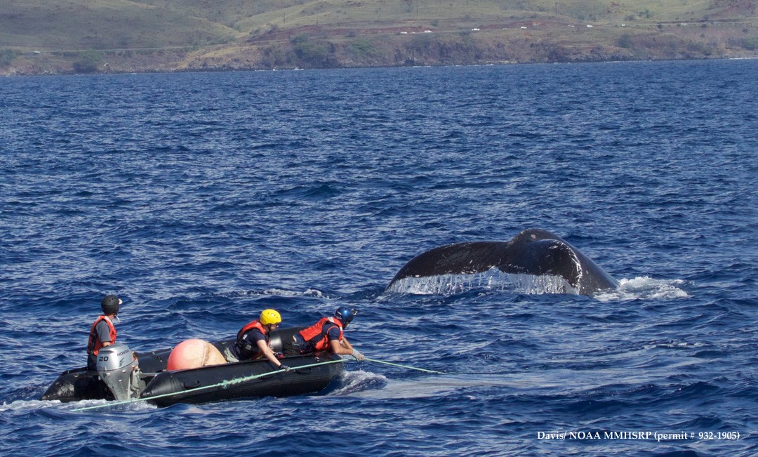 An interview with NOAA’s Ed Lyman on rescuing whales from lost fishing gear