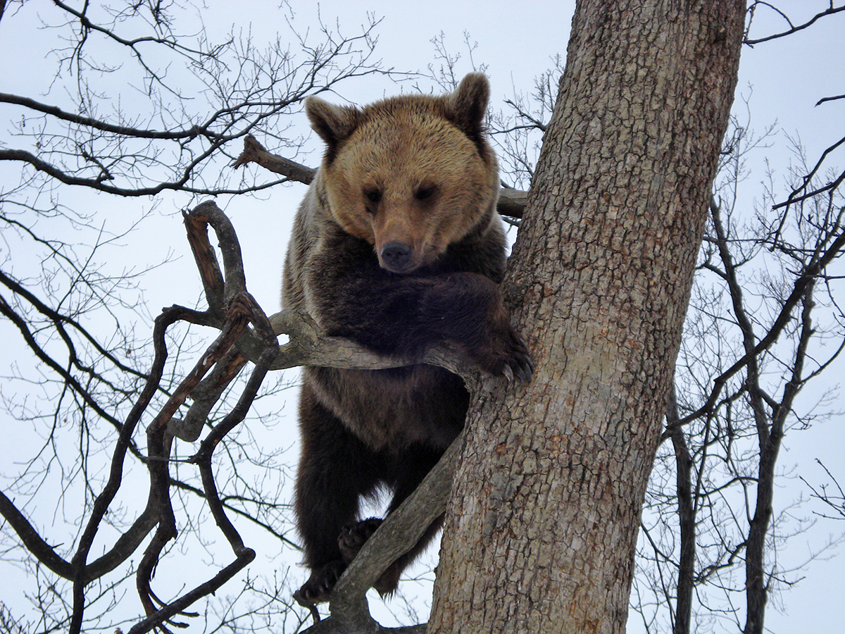 World Animal Protection completes our first virtual race