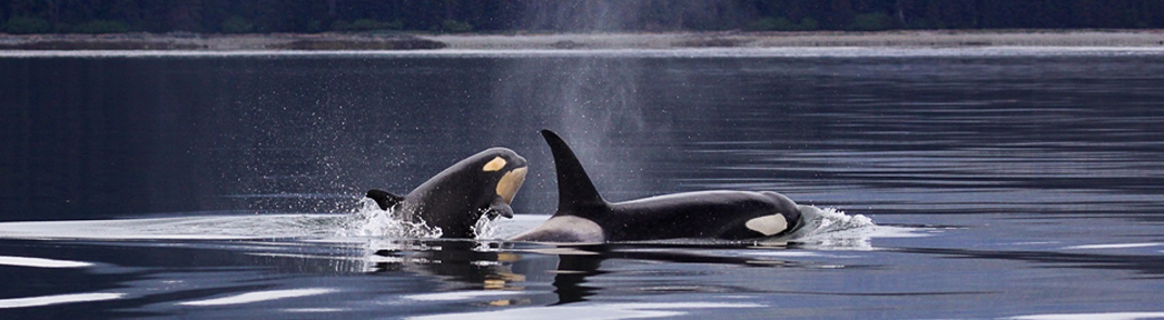 Orcas 101: 7 Fun Fact About "Killer Whales"
