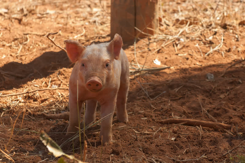 Millions of Pigs in China to Have Better Lives