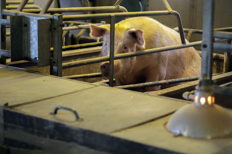 Mother pigs deserve better