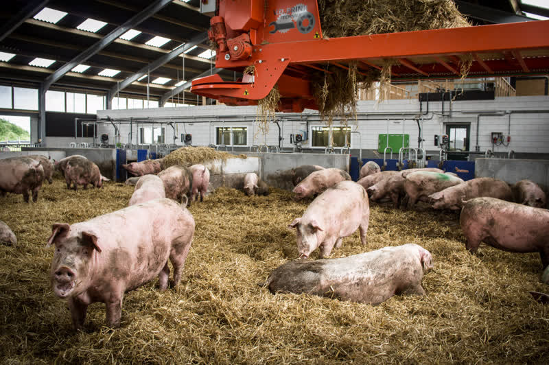 Major pork producer to improve welfare for mother pigs