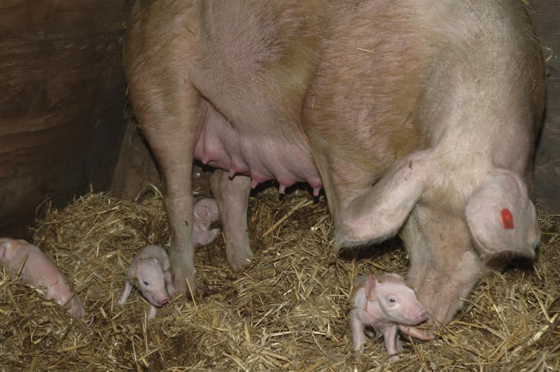 Mother pigs deserve better