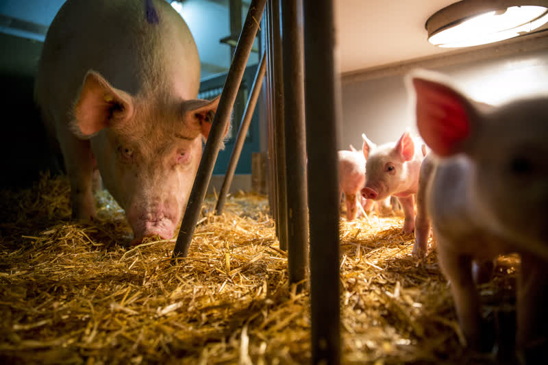 Major processed pork producer moves to improve labeling on its products