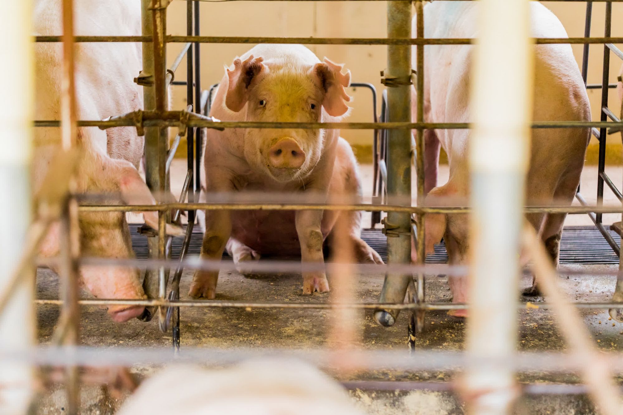 Enriching the barren lives of factory-farmed pigs