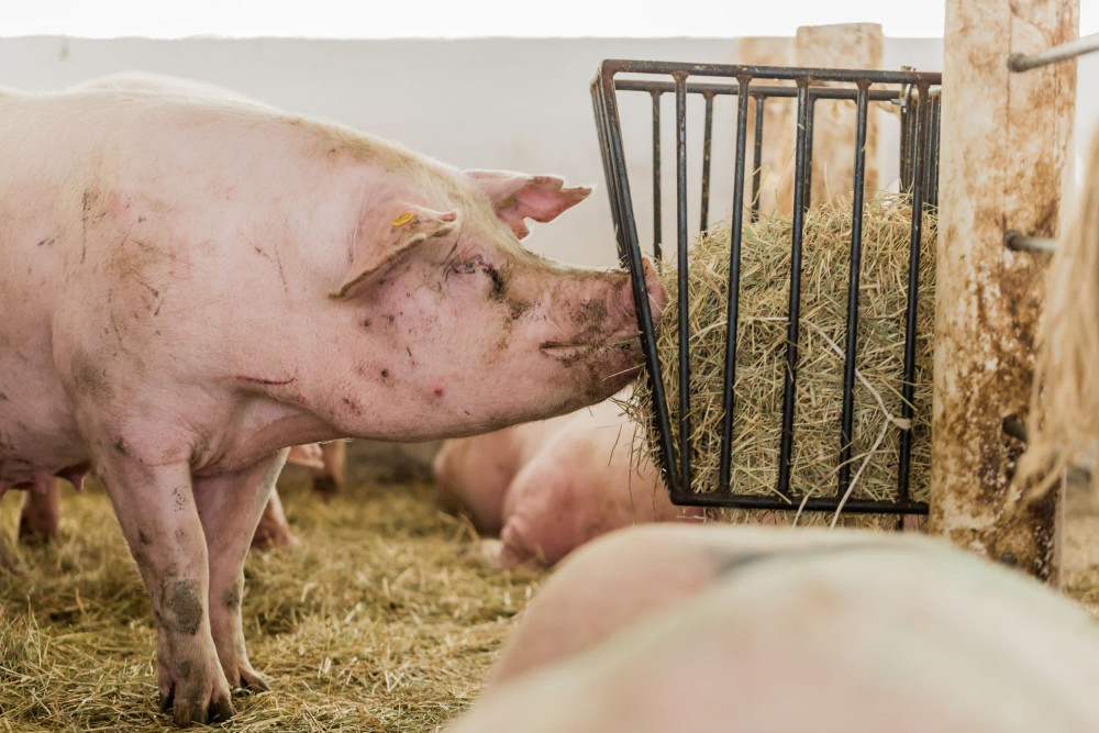 Enriching the barren lives of factory-farmed pigs