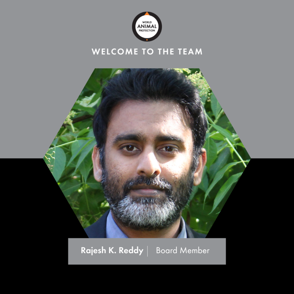 World Animal Protection US Welcomes Two New Board Members