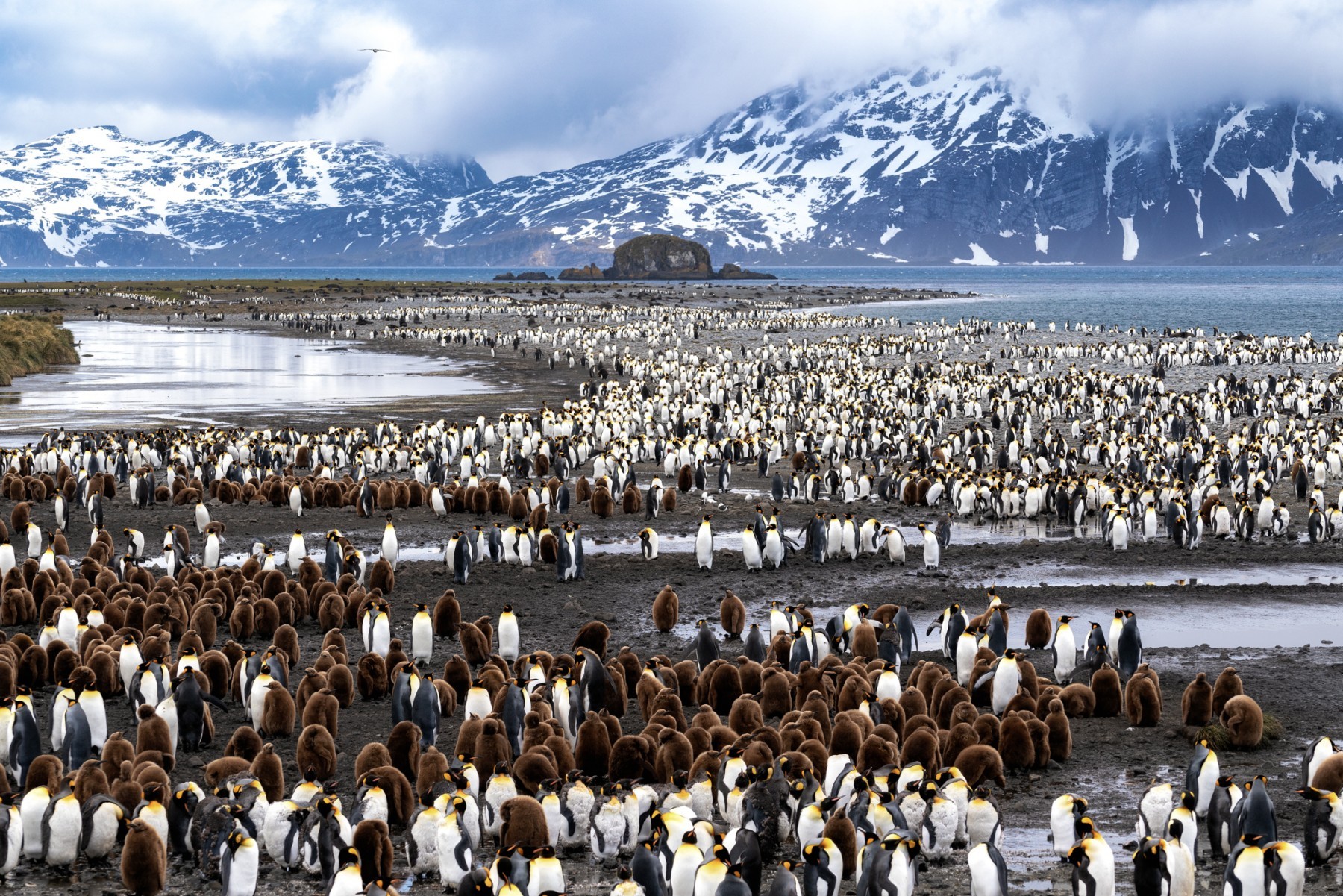 10 Facts About Penguins