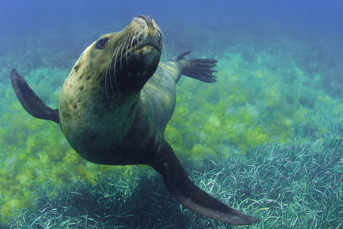 Marine Animals Should Be Rescued and Released