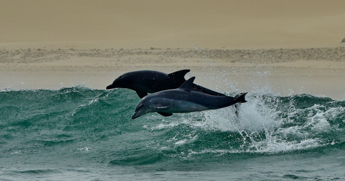 Ways to Protect Animals: Workplace Giving