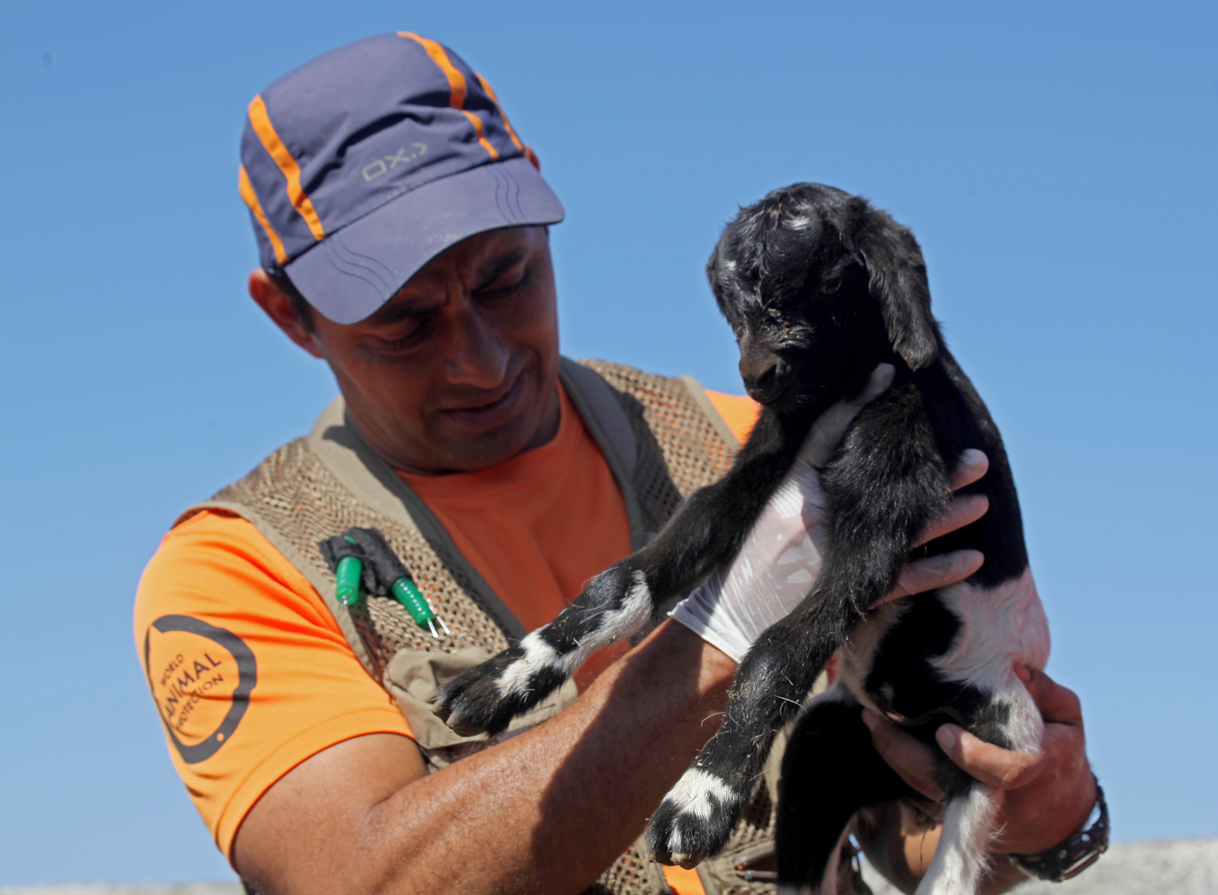 Cabo Verde: Protecting animals and assessing the impacts